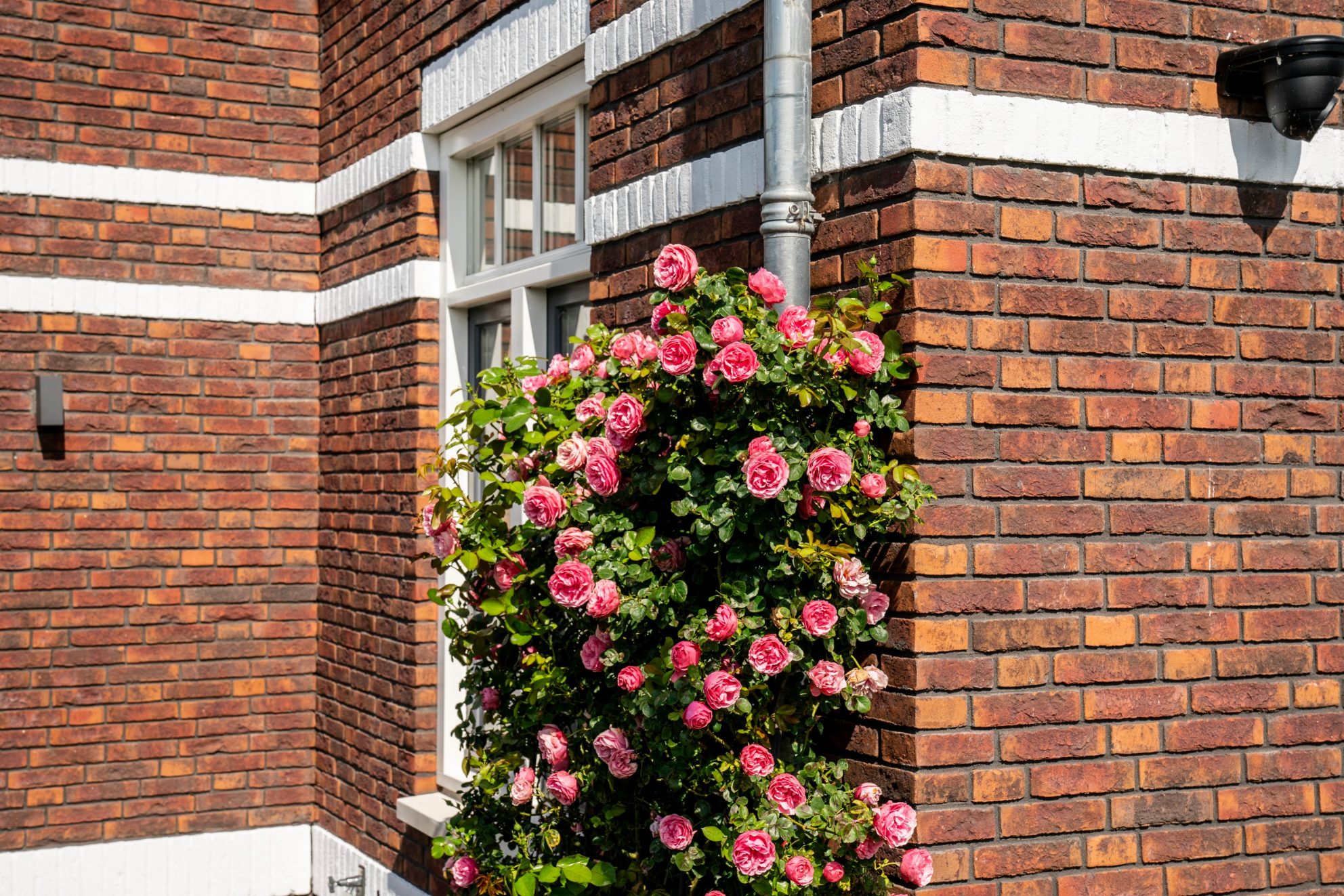 Nieuwbouw Lanenrijk | Weespersluis